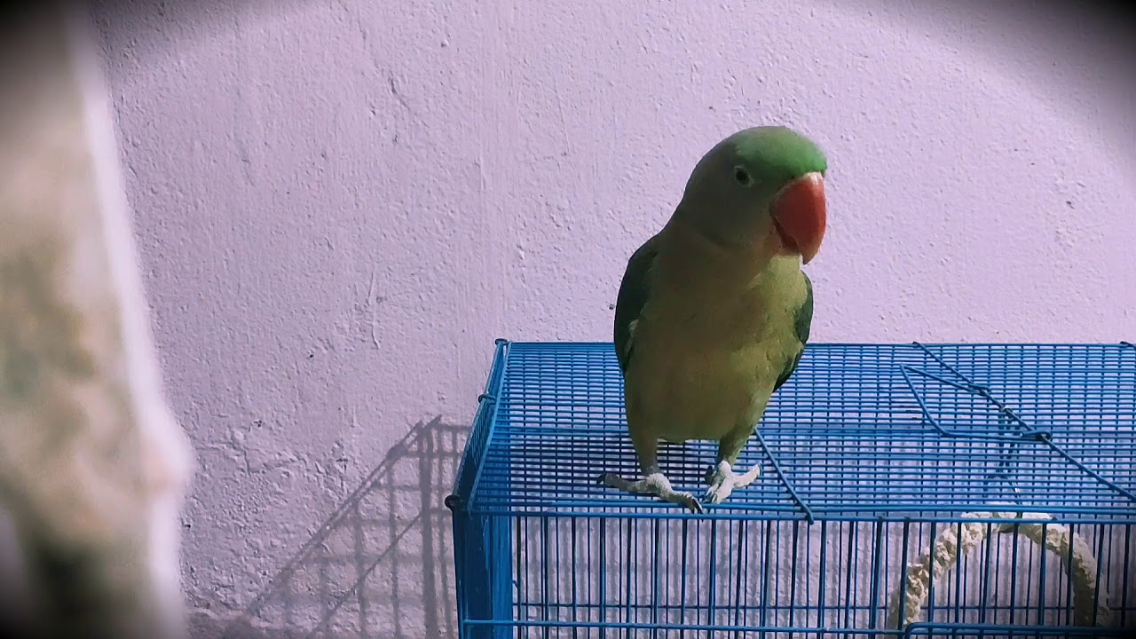 The Hare Krishna mantra by my Parrot - YouTube