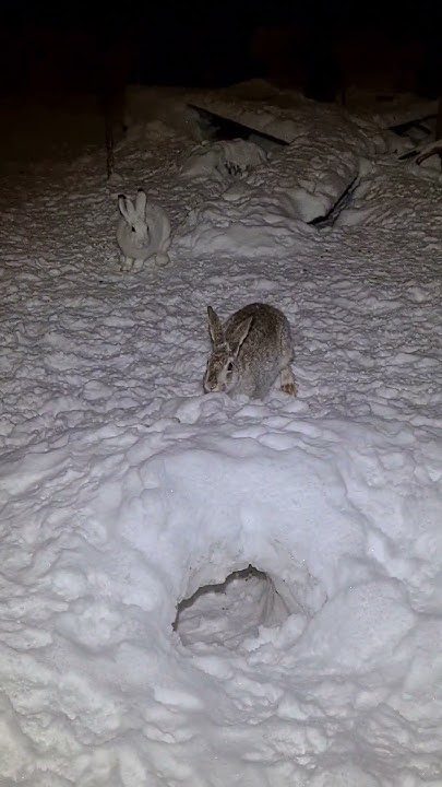 Lets play #snow #cute #bunny #play - YouTube