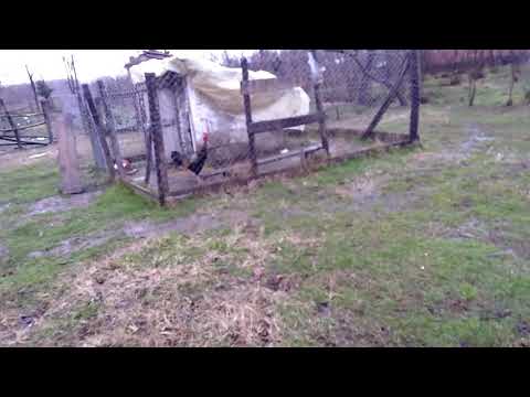 {öten horoz videoları}