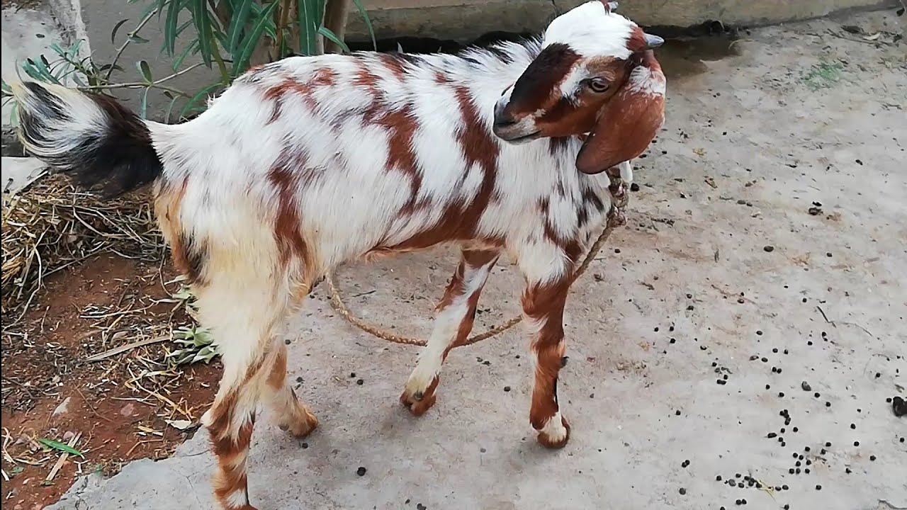 Goats video for children || Best Goat Compilation video for kids. - YouTube