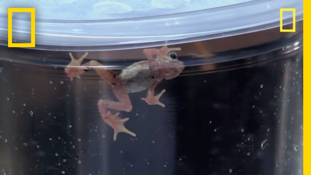 "Extinct" Toad Thrives in Lab | National Geographic - YouTube