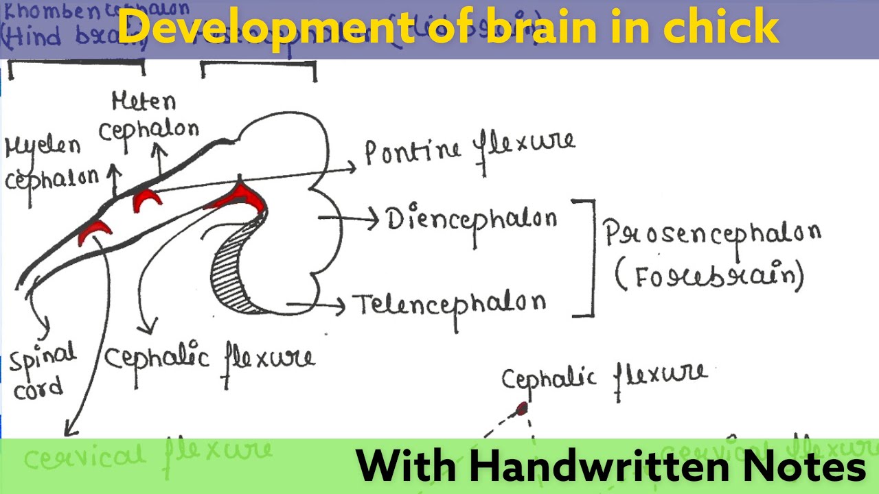 Development of brain in Chick | Developmental Biology | Readymade notes ...