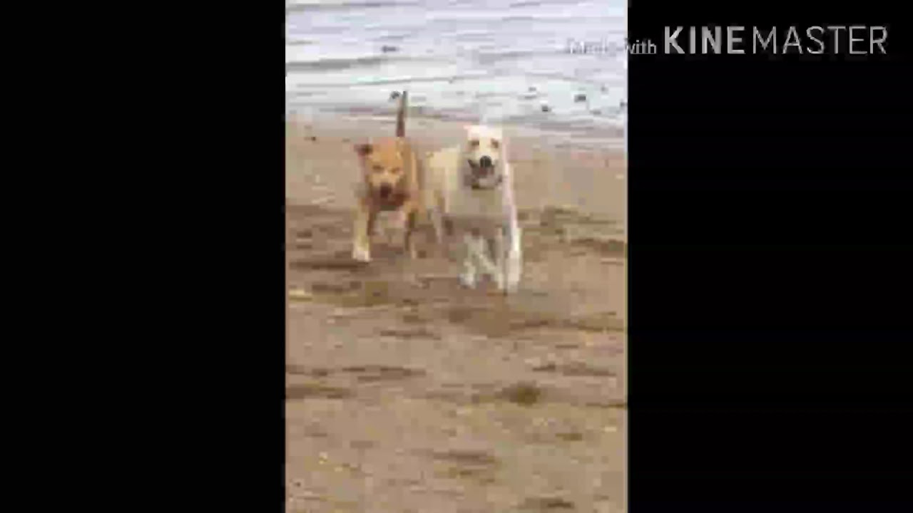 Dog fight must watch memes - YouTube