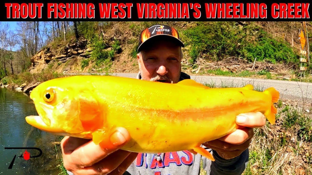 Trout Fishing West Virginia's Wheeling Creek - YouTube