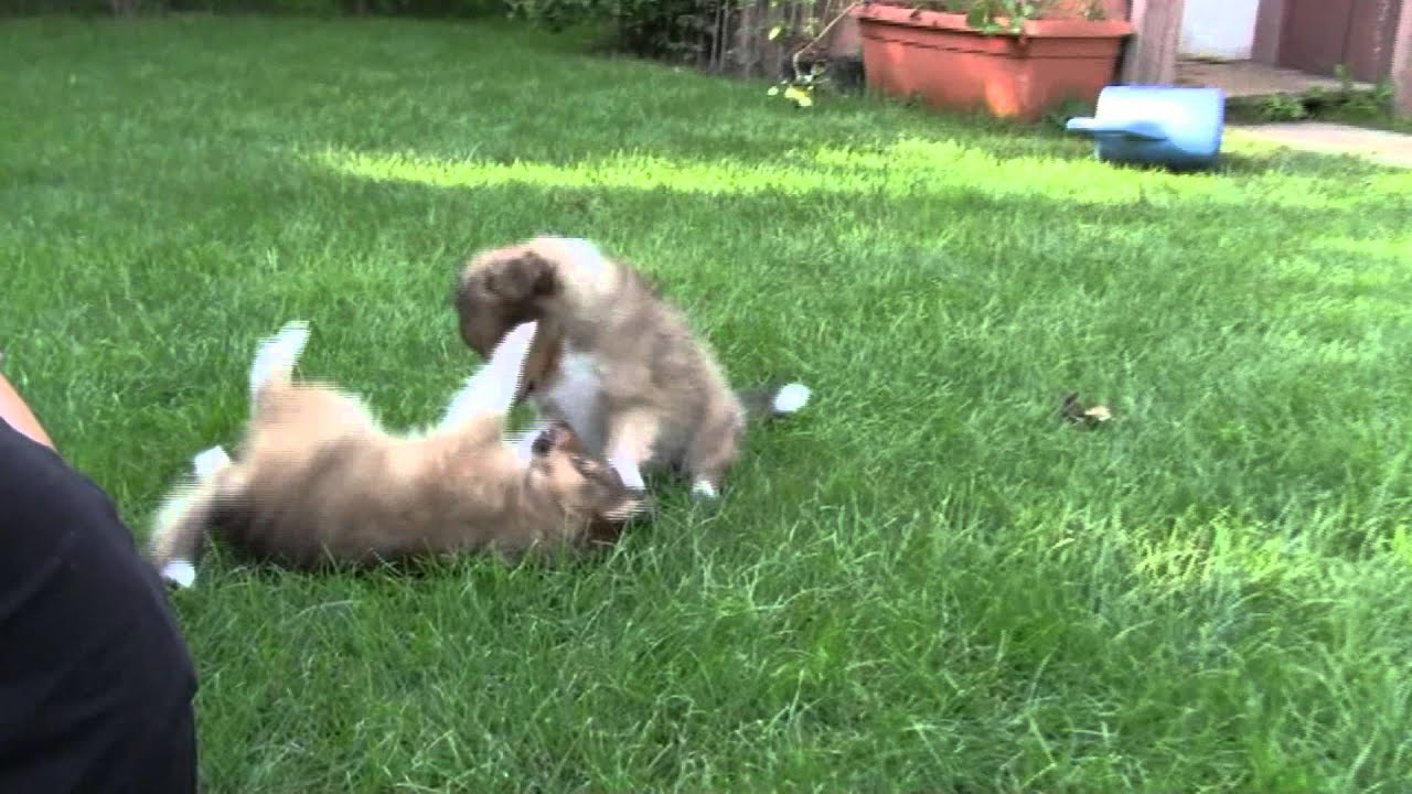 Litter "Z" sheltie - YouTube
