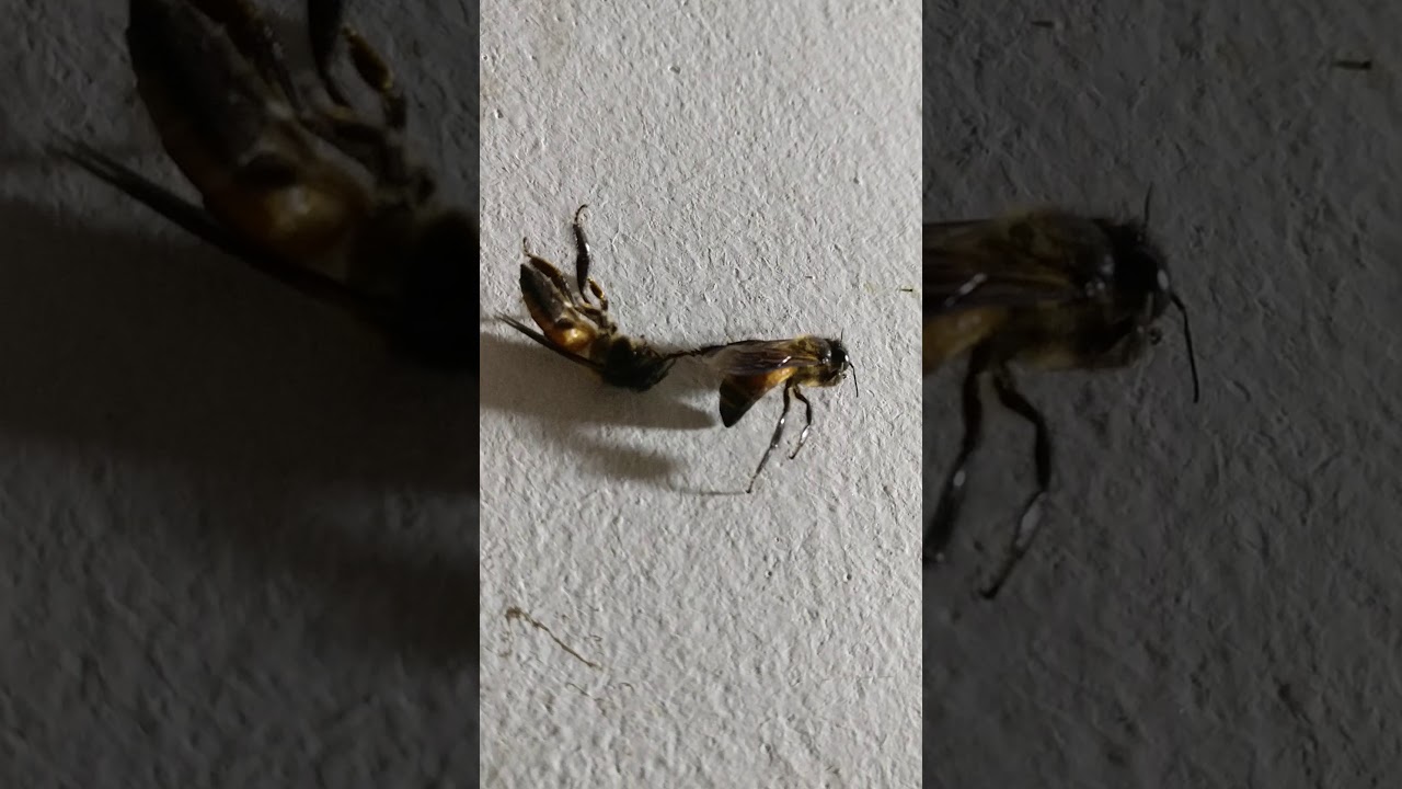 Bees Fighting || মৌমাছির লড়াই - YouTube