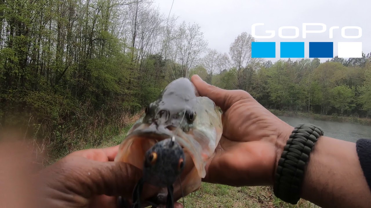 Frog fish in the rain #thatswhatidooutdoorZ - YouTube