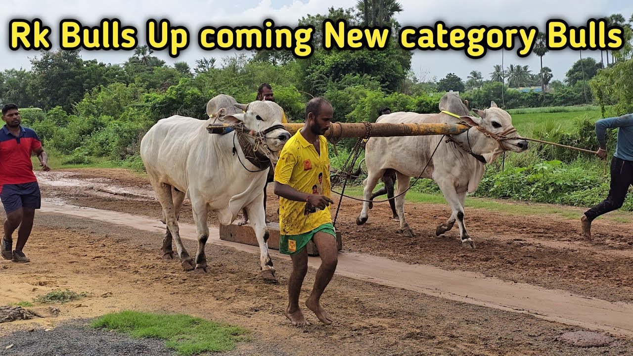 RK Bulls ( రాజు గిత్త _ లక్ష్మీ నరసింహ గిత్త ) న్యూ కేటగిరి దిగవలసిన ...