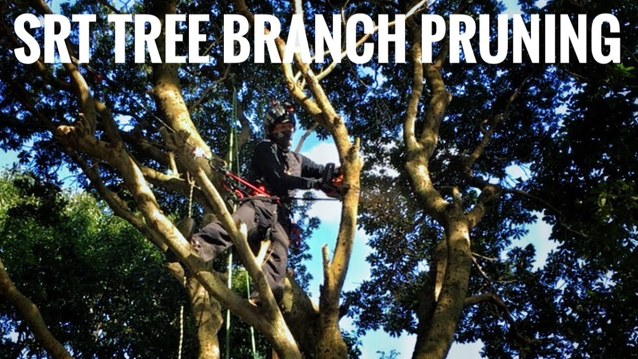 Abiru Land 5 SRT Tree Climbing Husqverna T536LiXP Arborist GoPro - YouTube
