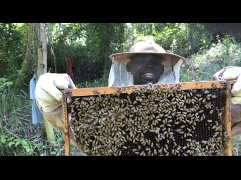 Beekeeping With Soai Vlogs | Jamaican Vlogmas - YouTube