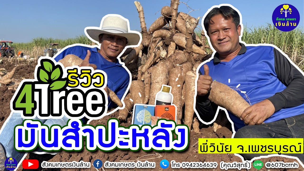 ไม่เคยเจอมันสำปะหลังที่ใหญ่ขนาดนี้ รีวิว 4Tree กับไร่มันสำปะหลัง จ.เพชรบูรณ์ 4SOIL - YouTube