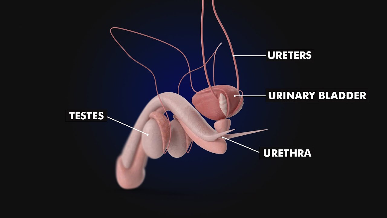 Urinary bladder: Structure and Function of Urinary bladder 3d ...