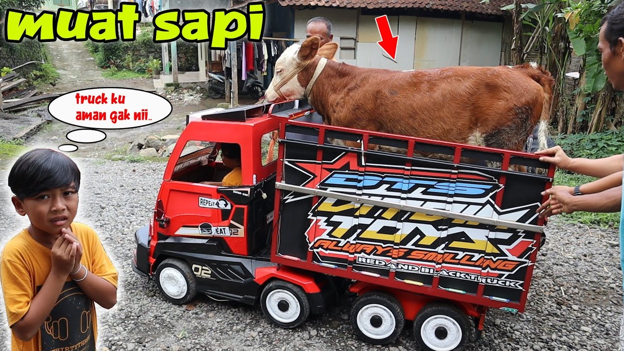 MUATAN SAPI!!! truk dimas muatan sapi beneran kuat gak ya?? - YouTube