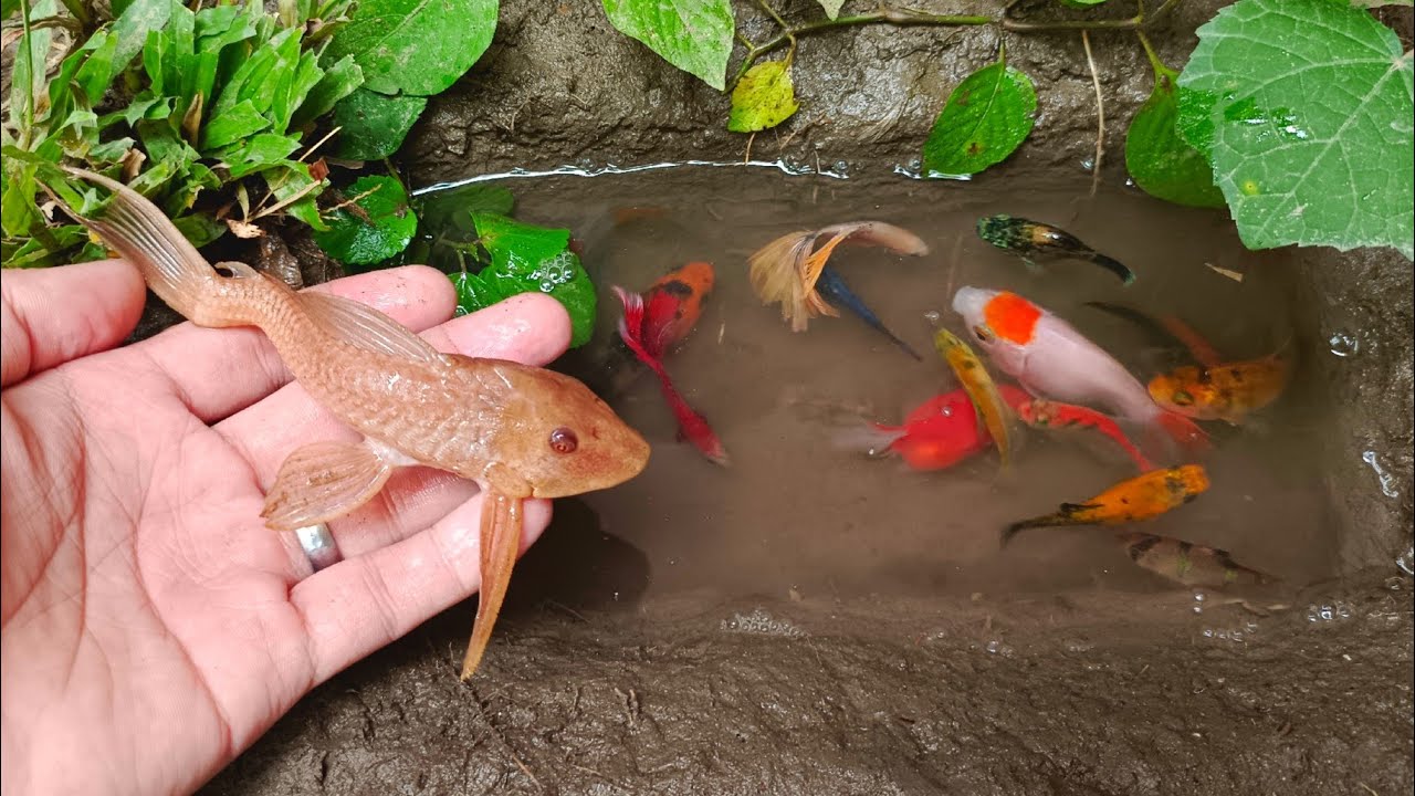 Mencari ikan komet, ikan cupang, ikan molly balon, ikan mas koki, ikan ...