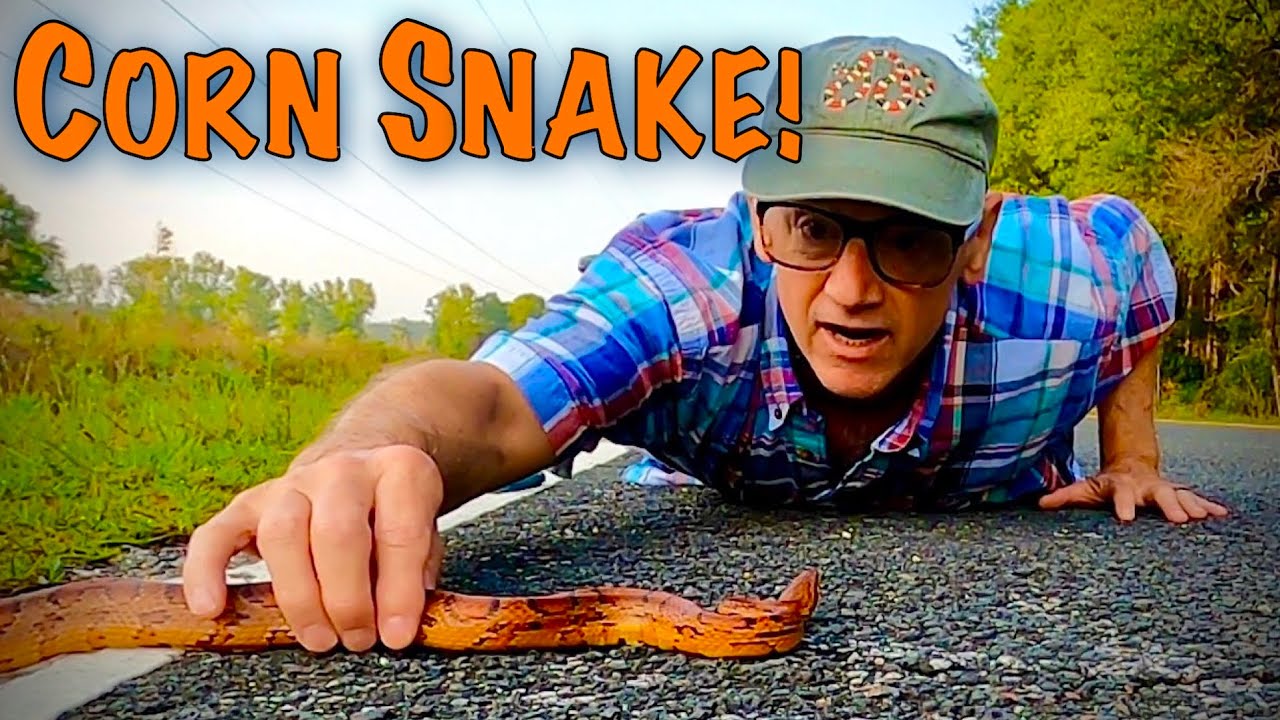 Beautiful Corn Snake, Massive King Snake: Herping for Snakes in June ...