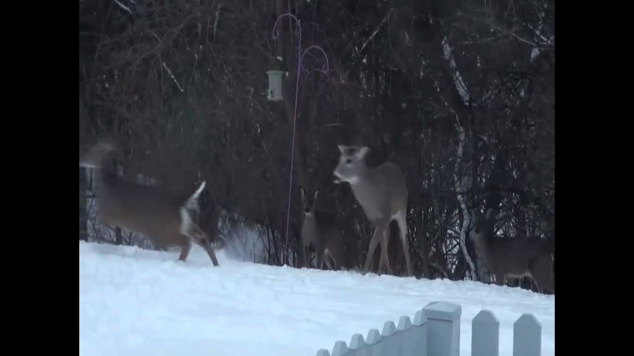Grumpy Deer Video - YouTube