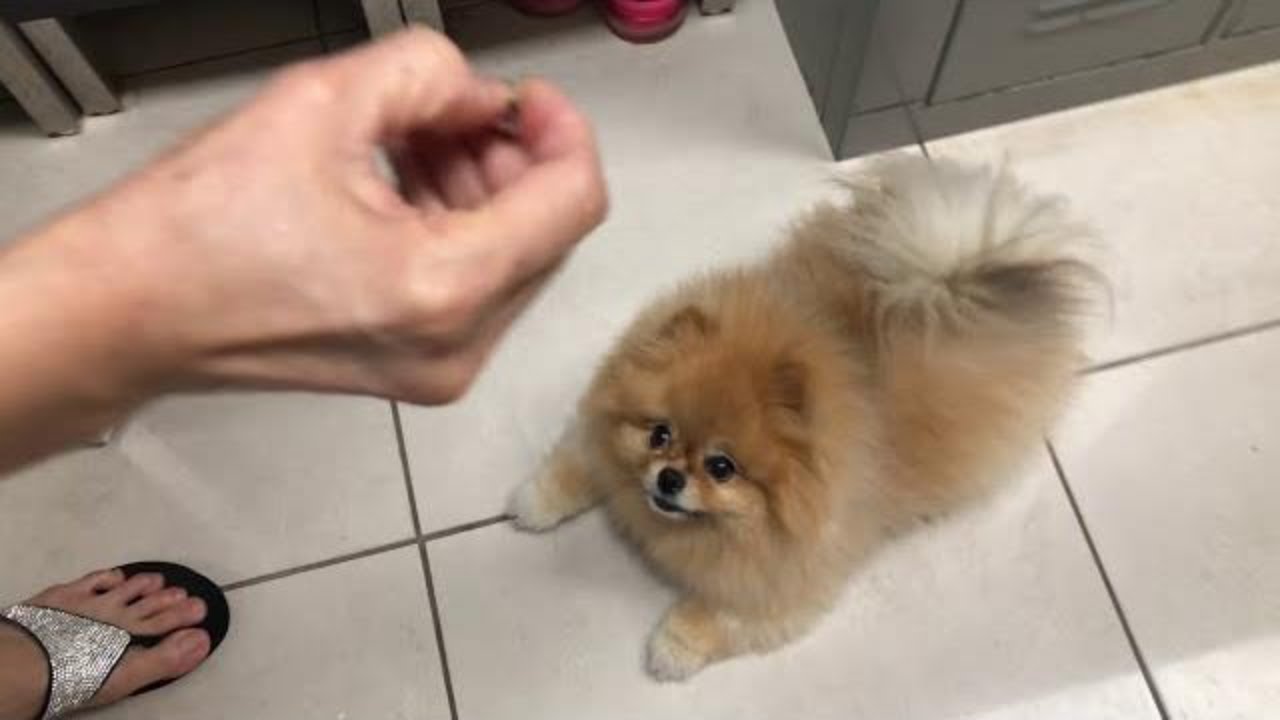 cute Pomeranian barking compilation-supper cute dogs - YouTube