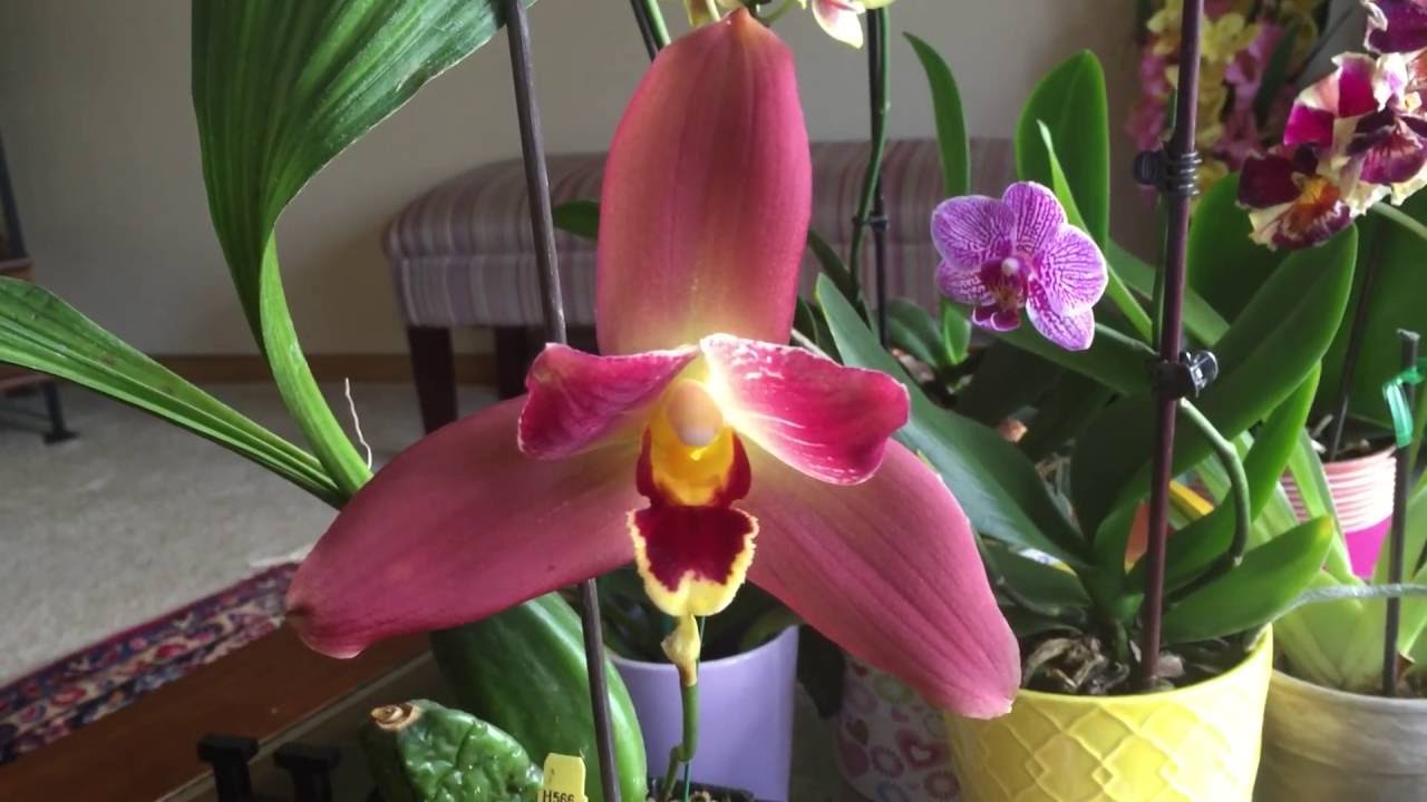 My Lycaste Orchid Red Jewel - YouTube