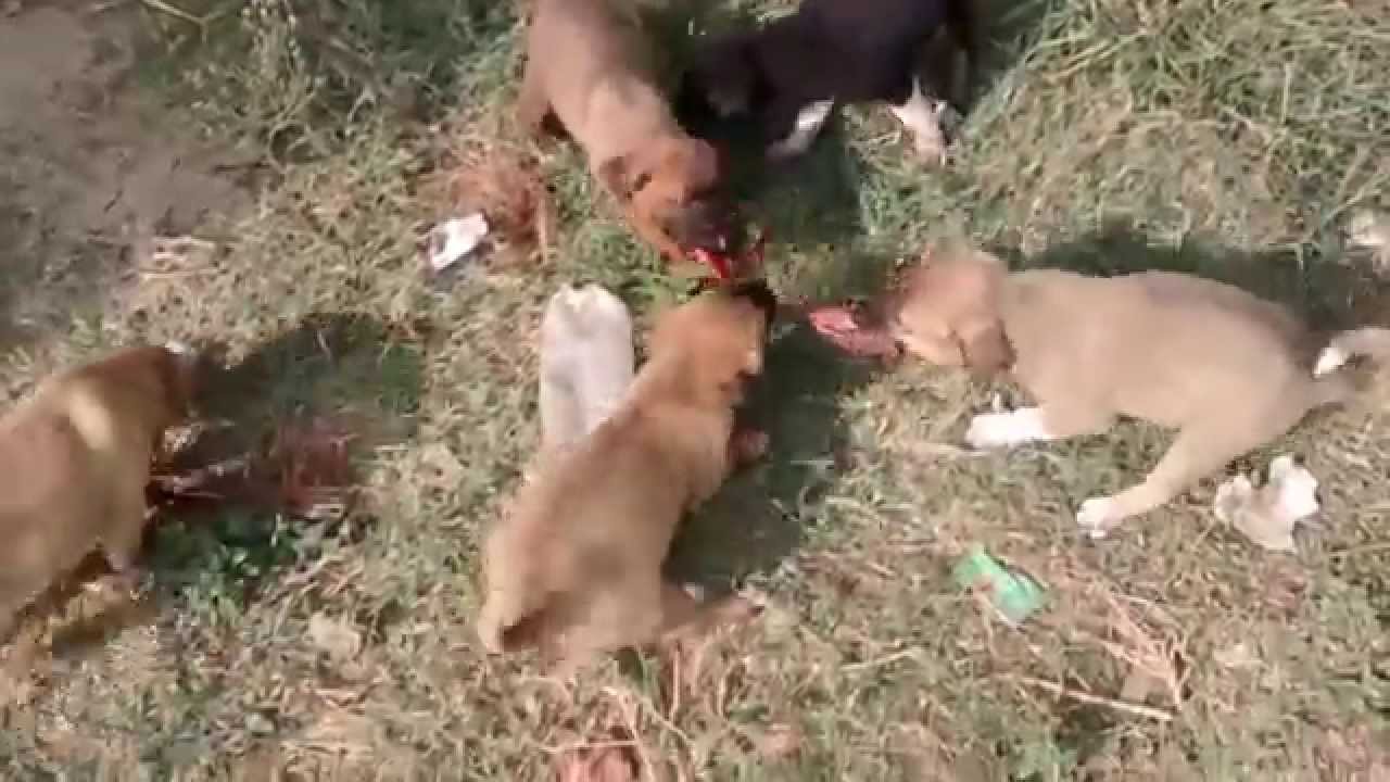 Crazy hungry puppies deadly fight for food .... Awesome angry puppies ...
