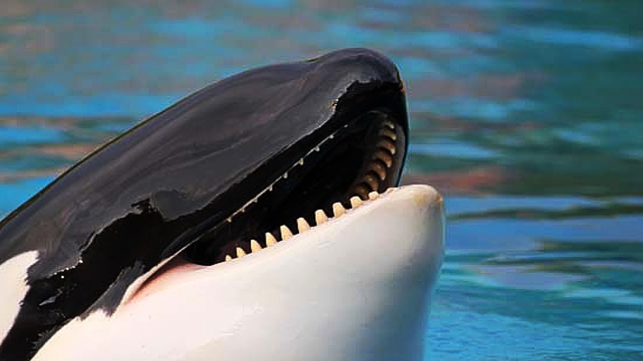 Paus Pembunuh (Fakta Paus Orca Predator Pemakan Hiu & Paus) - YouTube