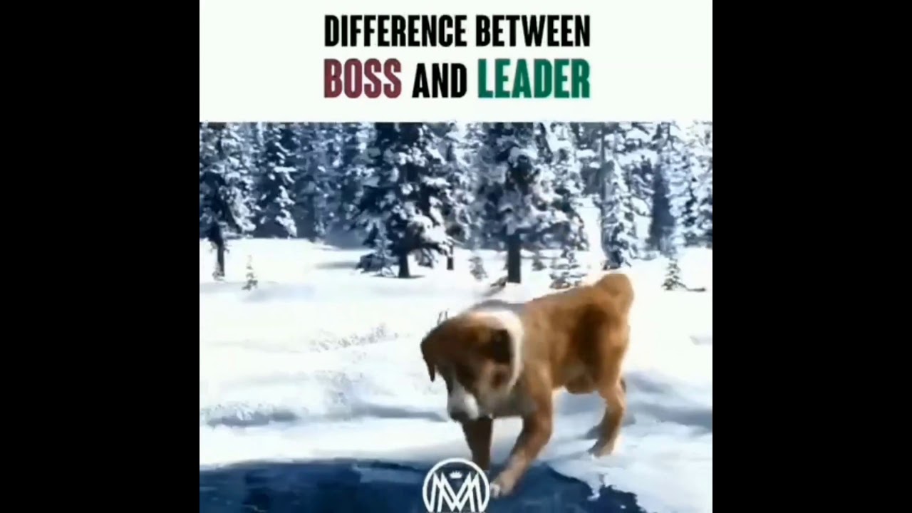 Difference Between Boss & Leader Dog Video - YouTube