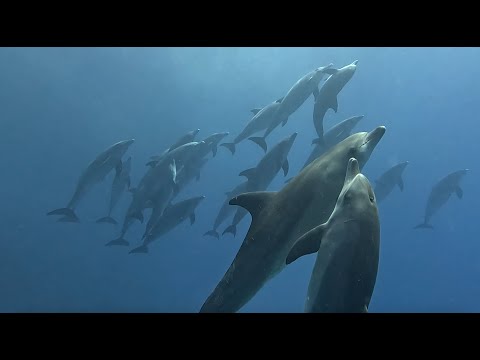 Wunderschön - Tauchen mit Delfinen