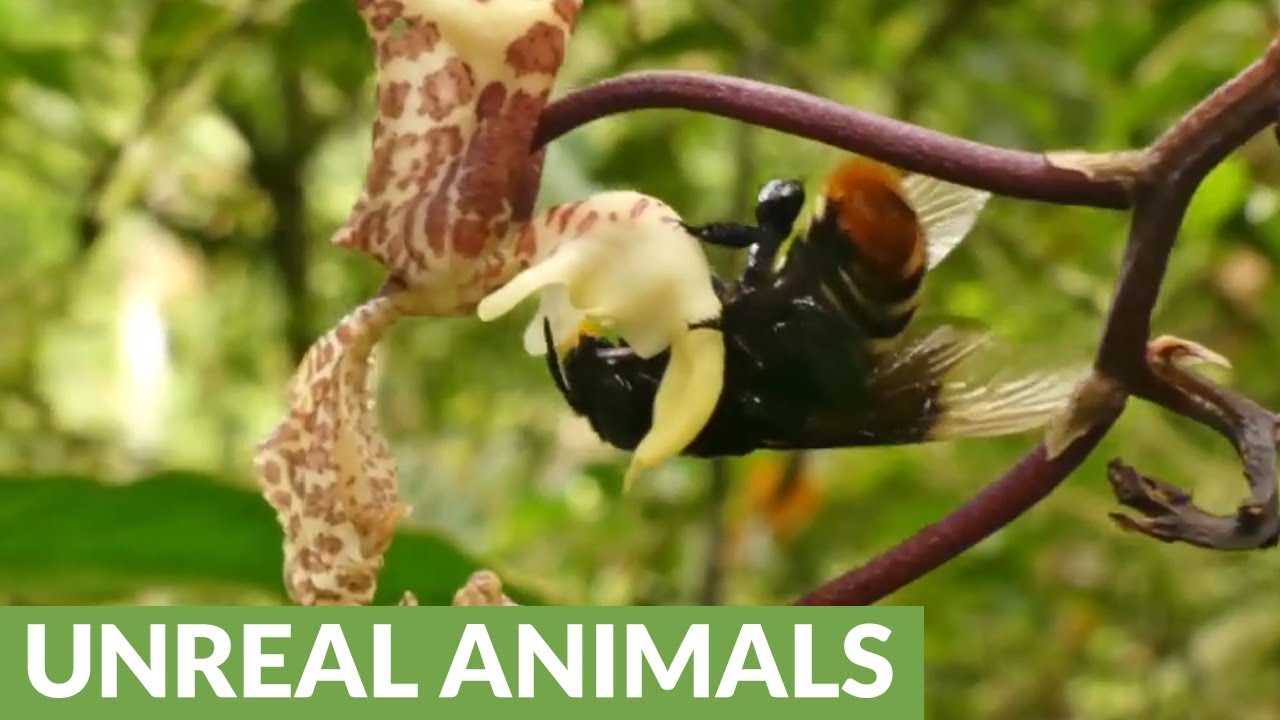 Orchid bee collects perfume from orchid in Amazon rainforest - YouTube