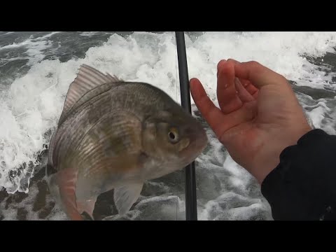 Winter Surf Perch Fishing Oregon Coast - YouTube