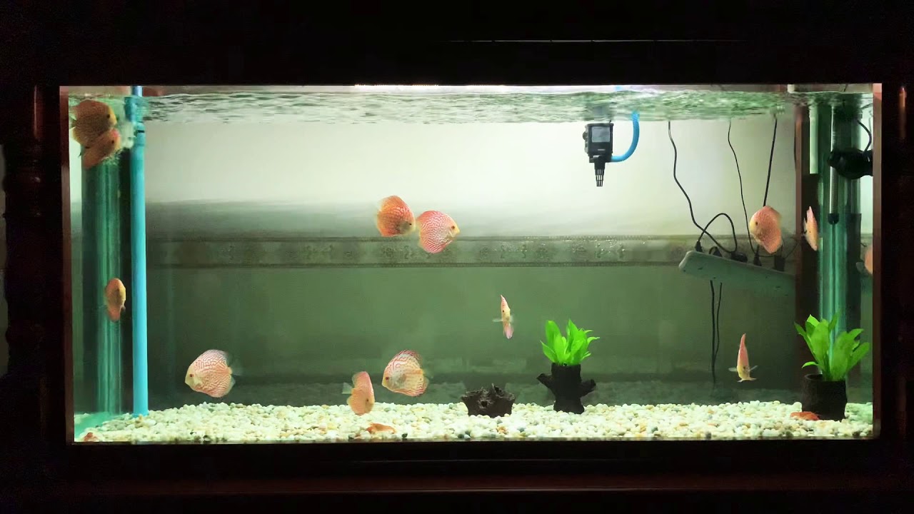 Discus lovely with simple Tank - YouTube
