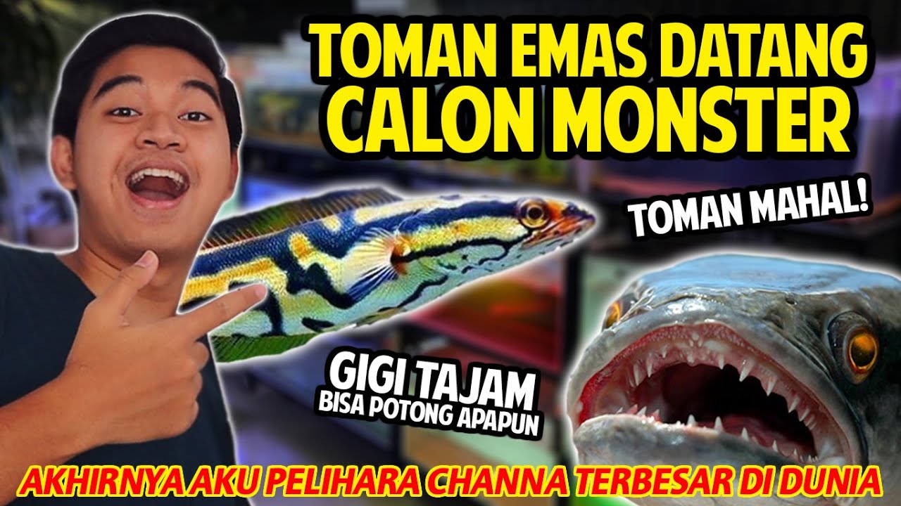 DATANGNYA TOMAN EMAS LANGKA CALON MONSTER! AKHIRNYA AKU PELIHARA CHANNA ...
