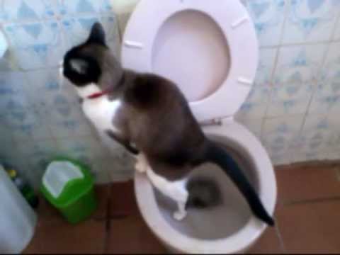 Gatos enlouquecidos - Cagando na privada - YouTube
