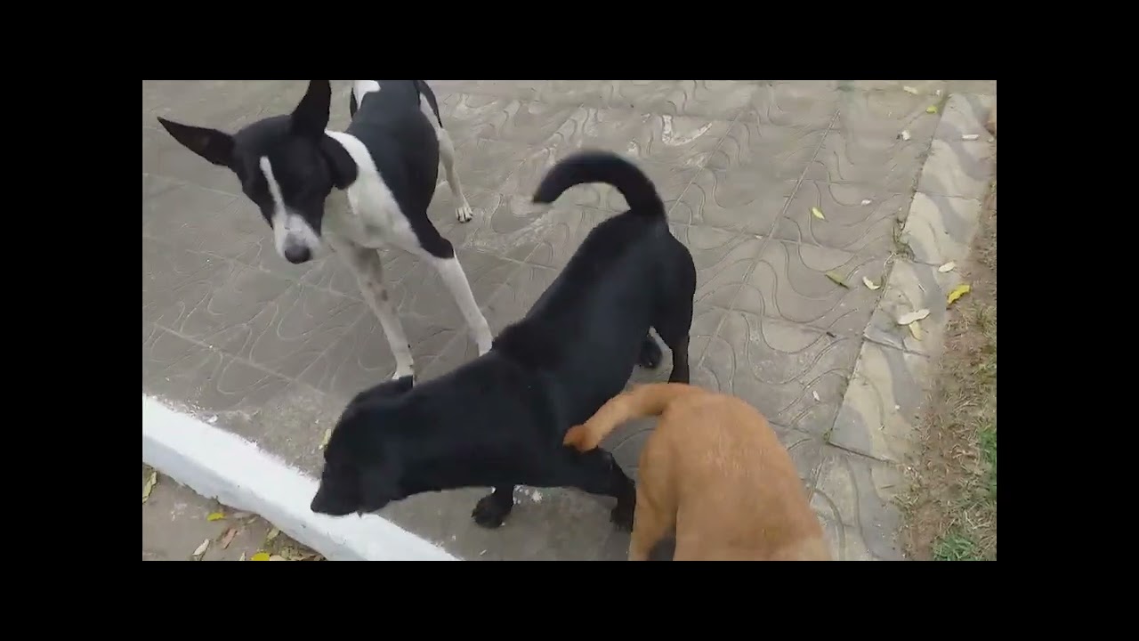 Street Dogs of Brazil | random 4K clip 4 - YouTube