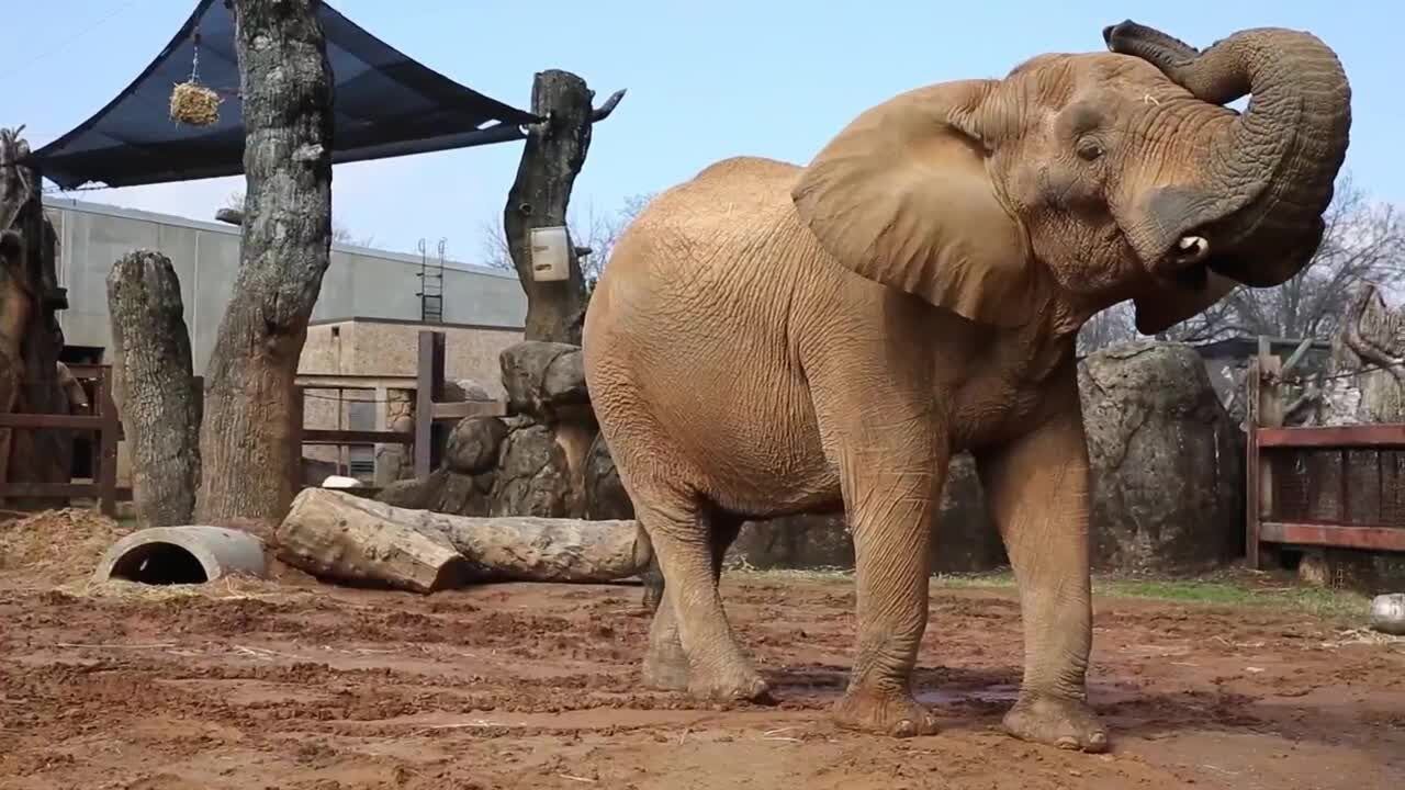Tonka the African elephant at Zoo Knoxville - YouTube