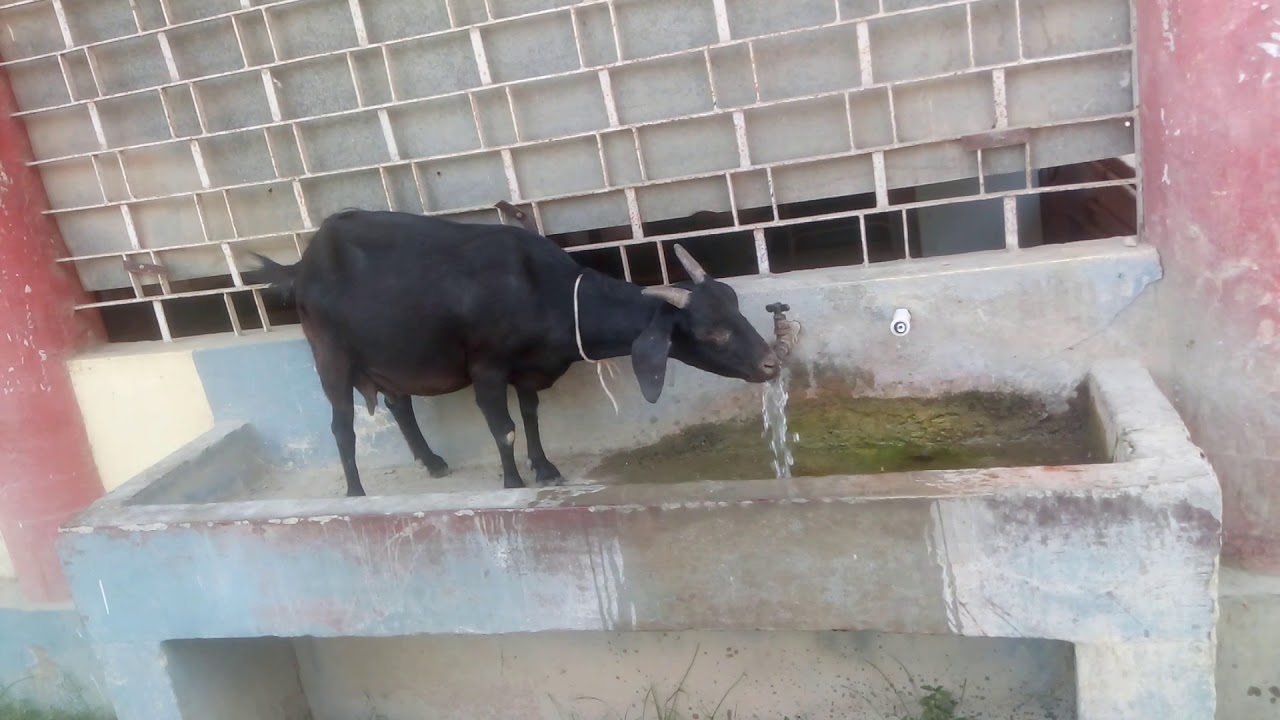 Thirsty Goat. Don't waste water. - YouTube