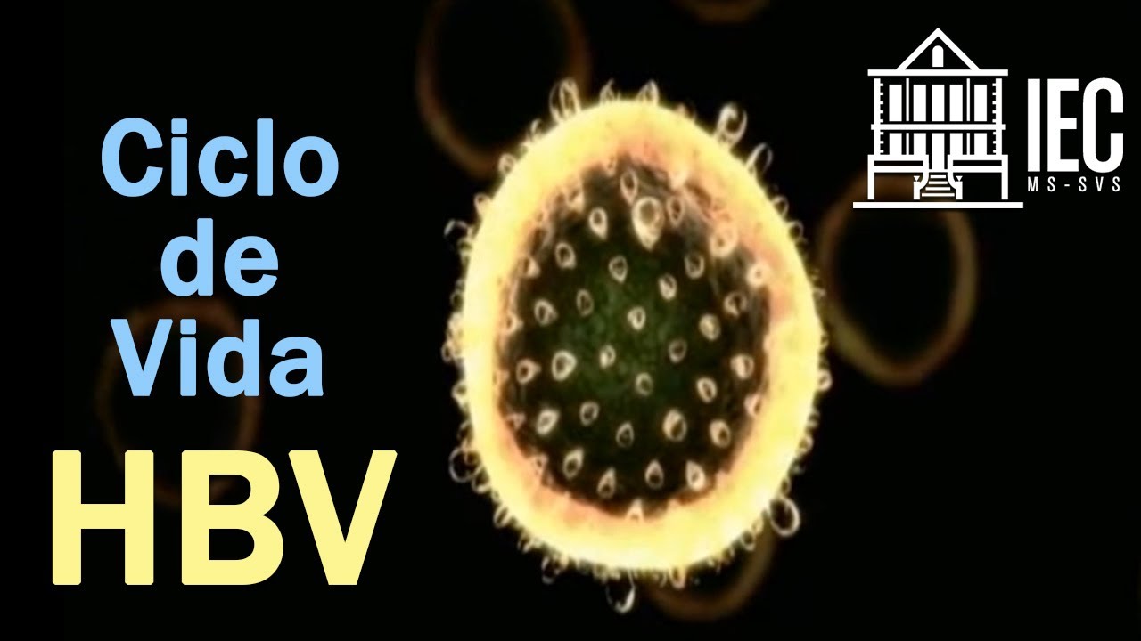 Ciclo de vida do HBV e mecanismo de ação do Baraclude - YouTube
