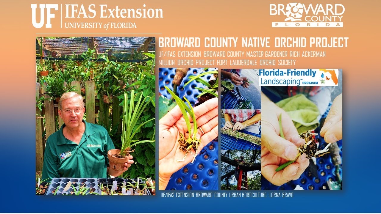 UF/IFAS Extension Broward County Extension Native Orchid Project - YouTube