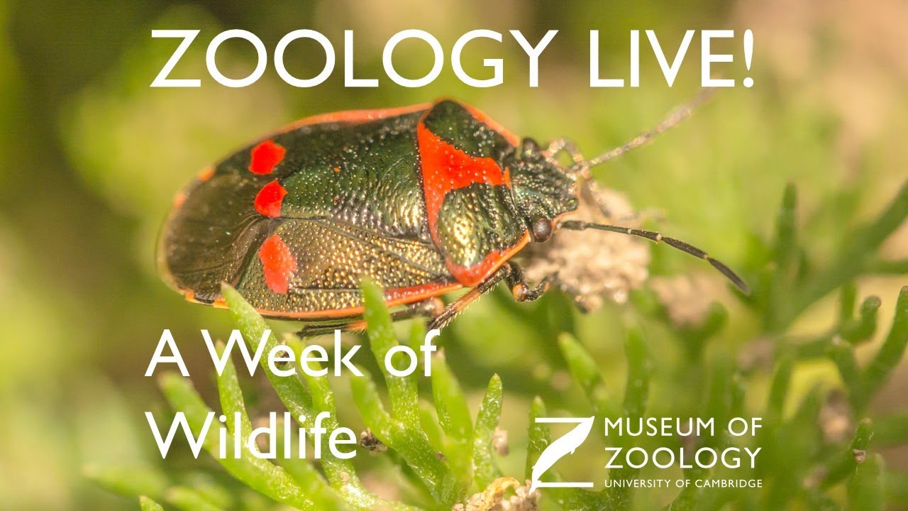 Zoology Live! A Week of Wildlife: Insect Surveys - YouTube