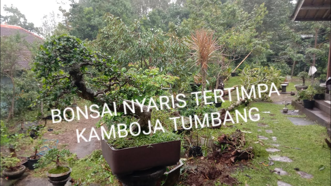 BONSAI NYARIS TERTIMPA KAMBOJA TUMBANG - YouTube
