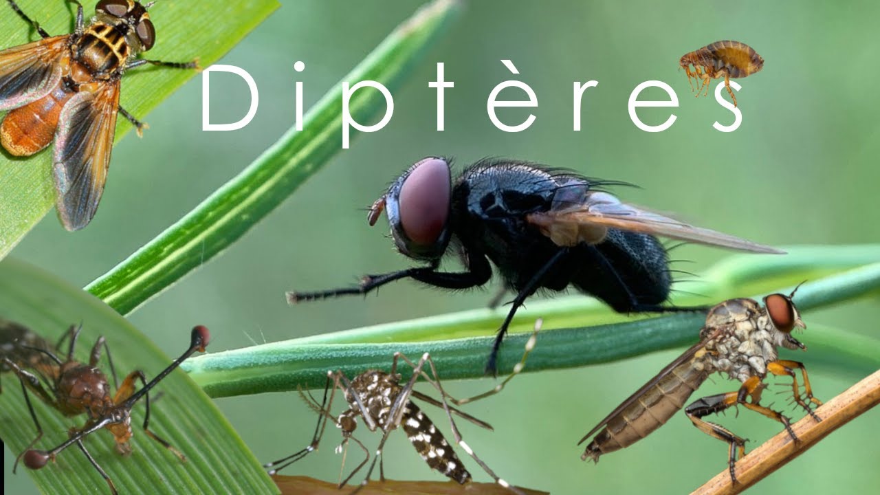 Les Diptères (Zoologie) - YouTube
