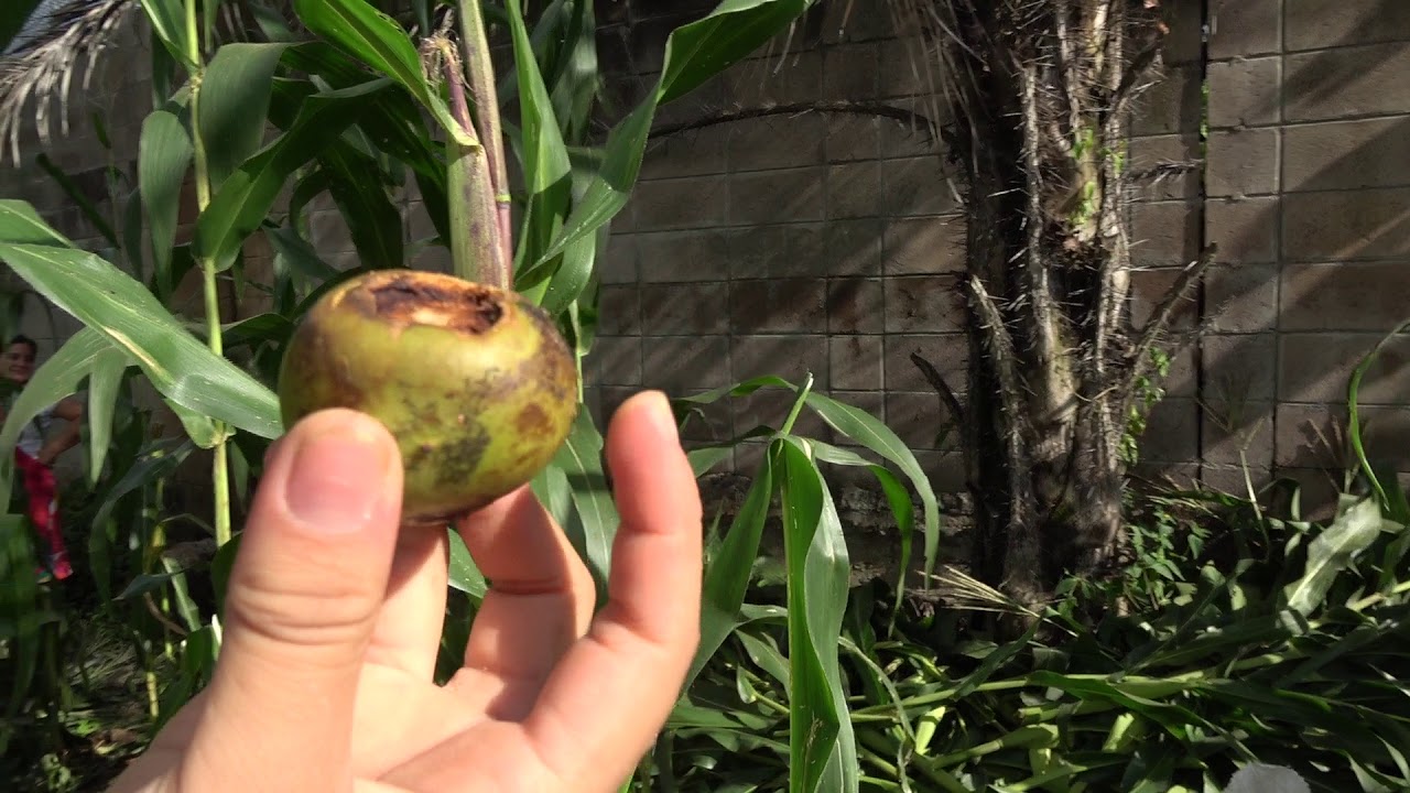 Los coyoles o Coyules El Salvador - YouTube