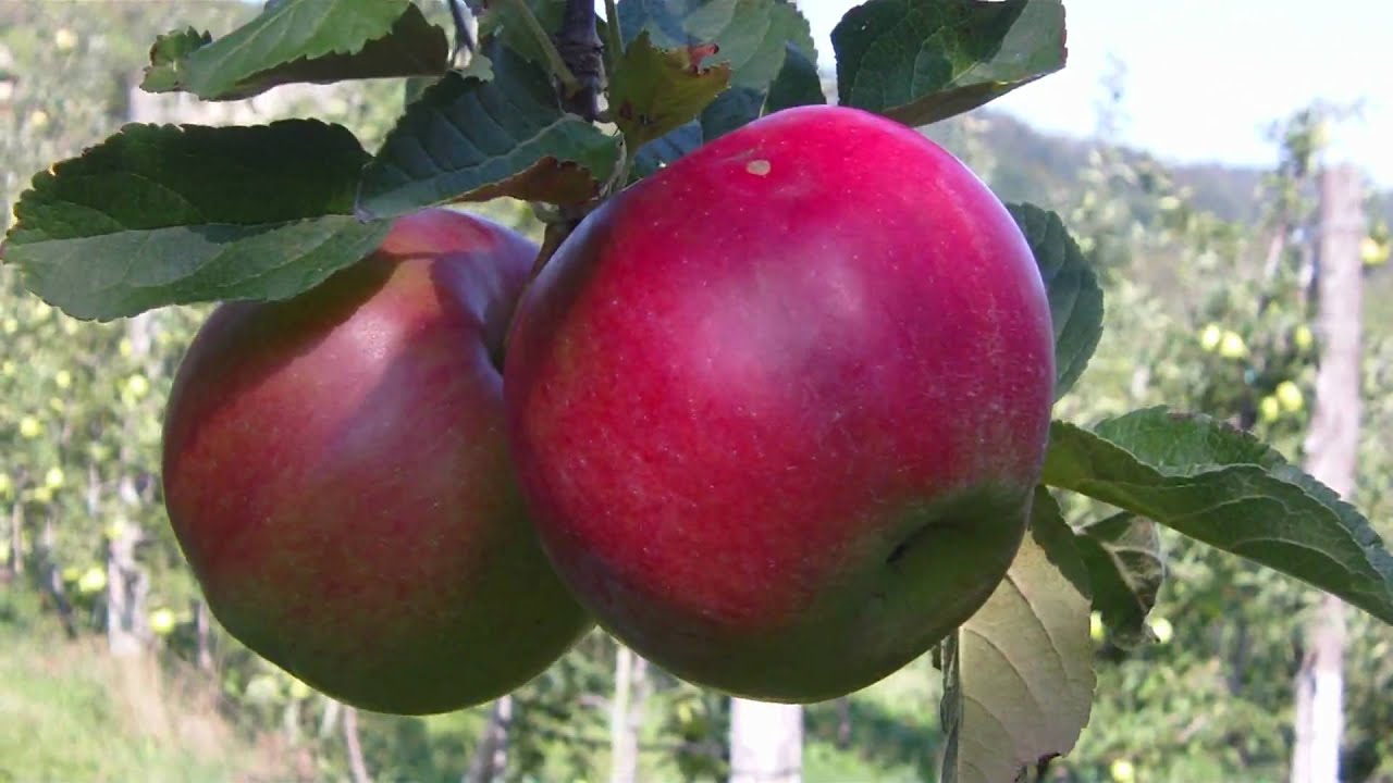 Jabolka - Idared Apples - YouTube