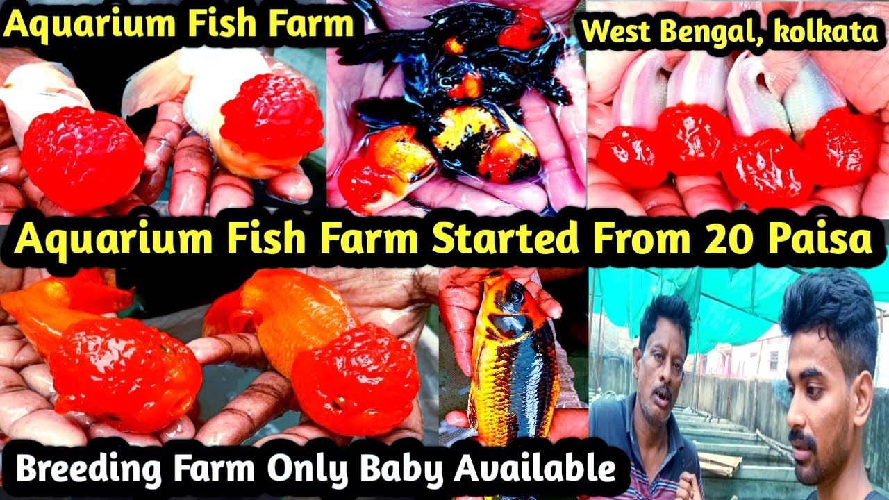 Westbengal Cheapest Price Aquarium Fish Breeding Farm !! Fish Started ...