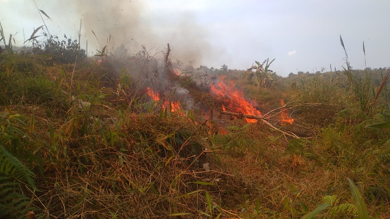 2023 Slash and Burn 🔥 Jhum Field | Konyak Naga | Real Village Life ...