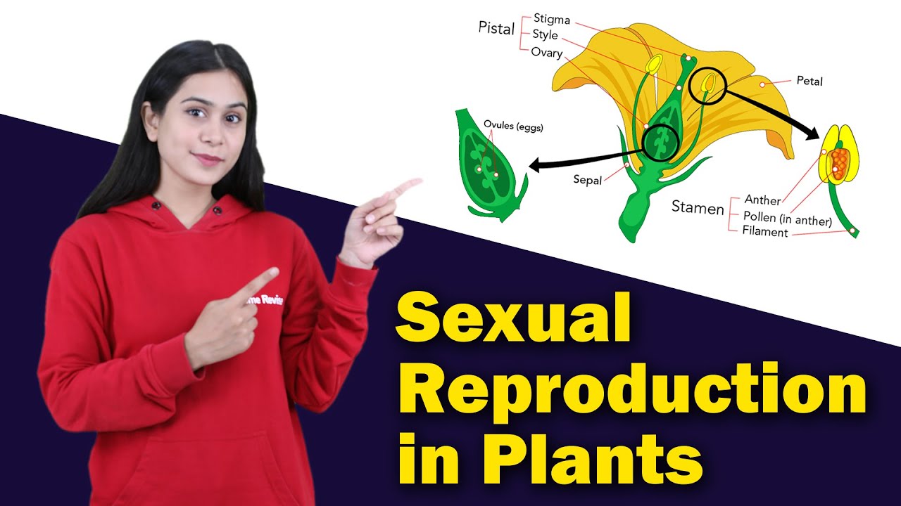 Sexual Reproduction in plants | Biology | Home Revise - YouTube