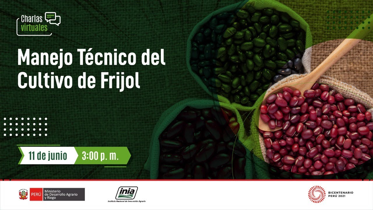 Manejo Técnico del Cultivo de Frijol - YouTube