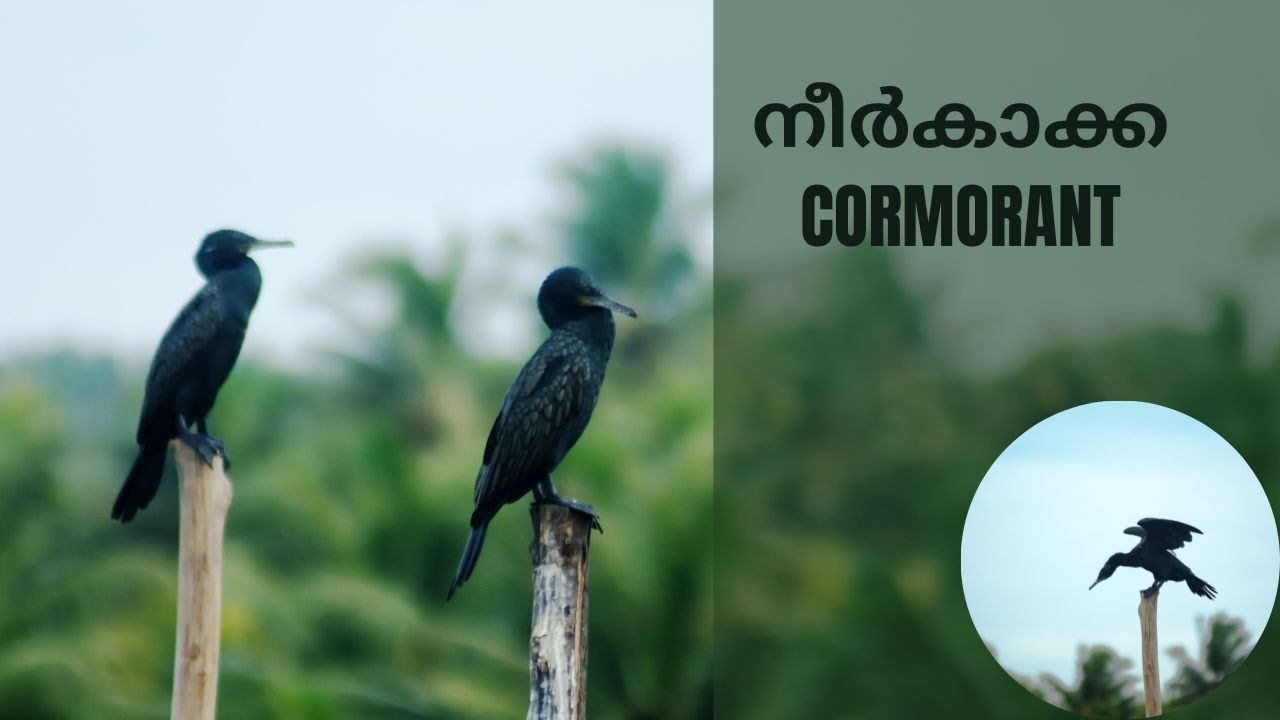 Cormorant | നീർകാക്ക(neerkakka) - YouTube