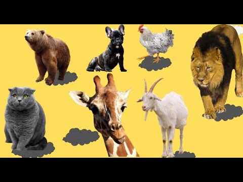 The Most Beautiful Animals in The World: African Animals sounds, dog ...