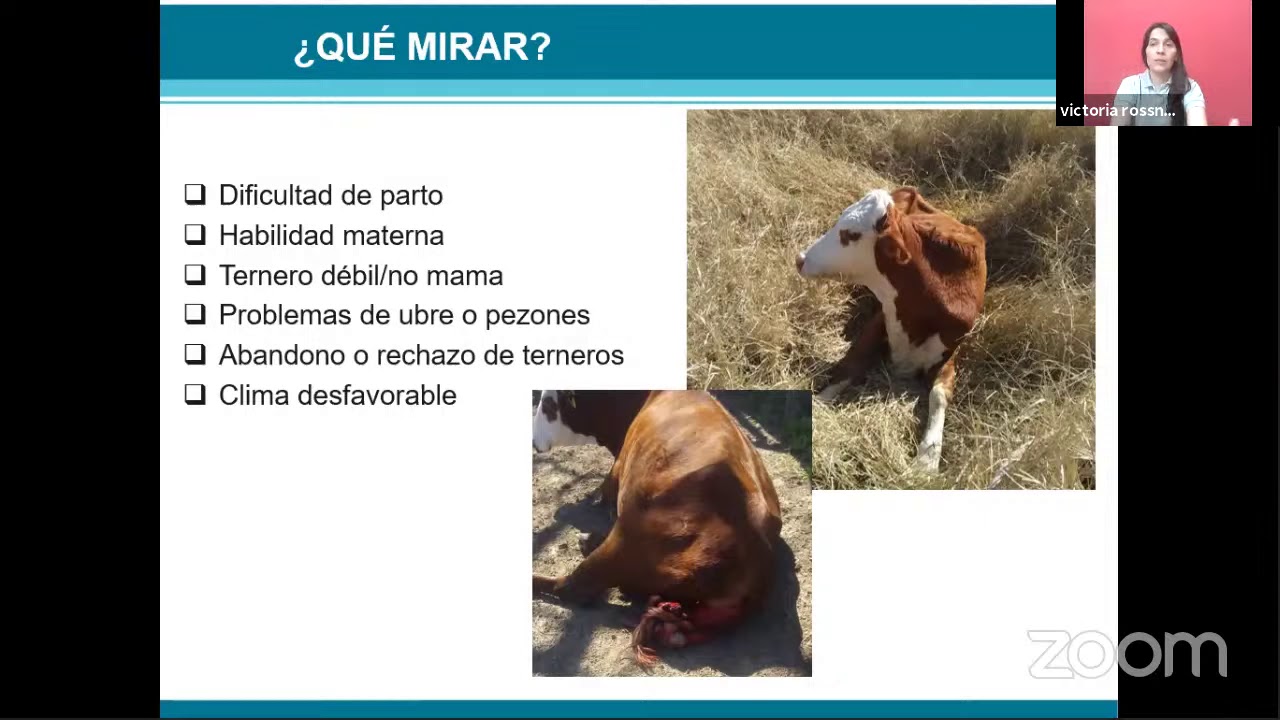 Manejo sanitario de la vaca y ternero al parto - YouTube