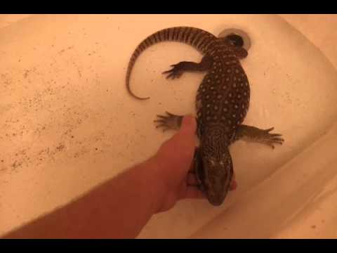 My Tame Savannah Monitor - YouTube