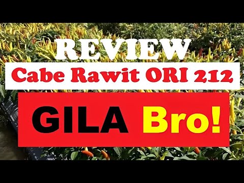 Cabe Rawit ORI 212 Tinggi 2 Meter - YouTube
